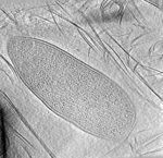key visualization for G. hansenii bio4-2