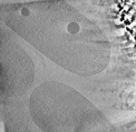 key visualization for G. hansenii bio9-2