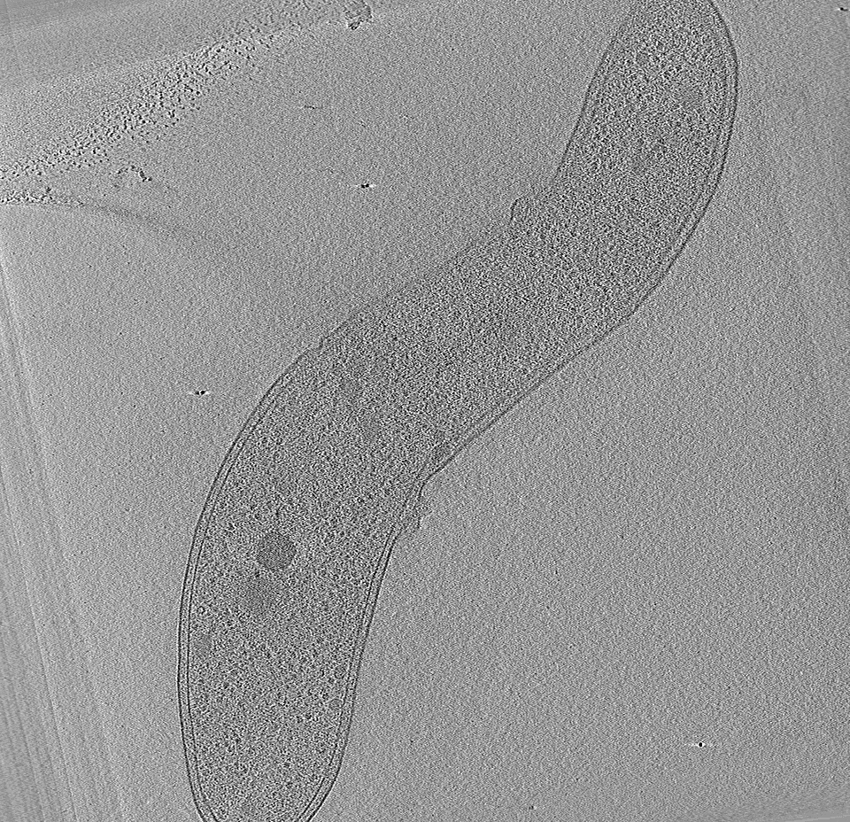 key visualization for M. magneticum dK203 uninduced grown 2 days