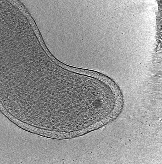 key visualization for Campylobacter cjj0840 cells
